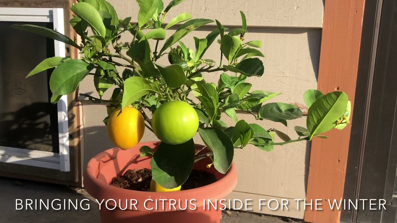 A Guide To Bringing Your Citrus Trees Inside for the Winter (Overwintering)