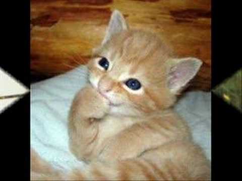 Funny Cat Pictures