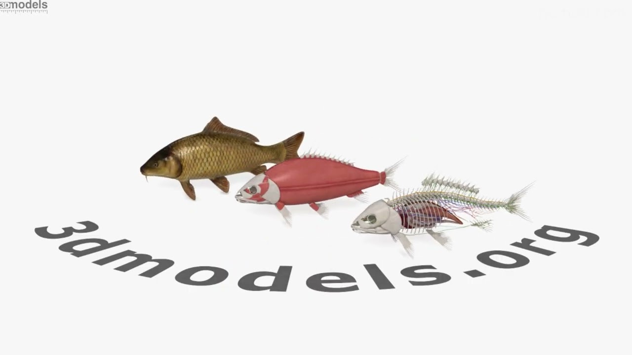 Complete Fish Anatomy 3D model by 3DModels.org