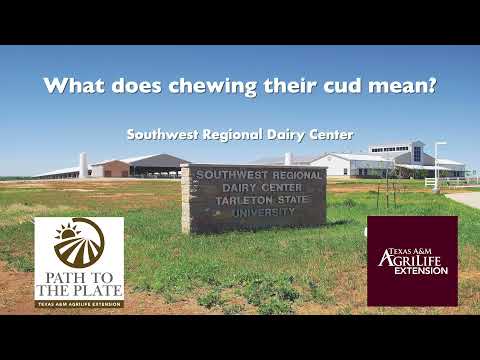 What does chewing their cud mean?