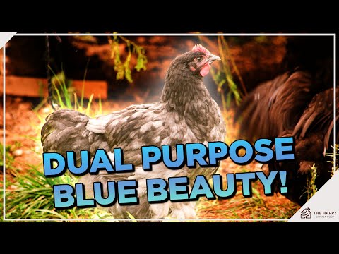 Unveiling The Blue Orpington: A Rare Gem in Your Poultry Flock!