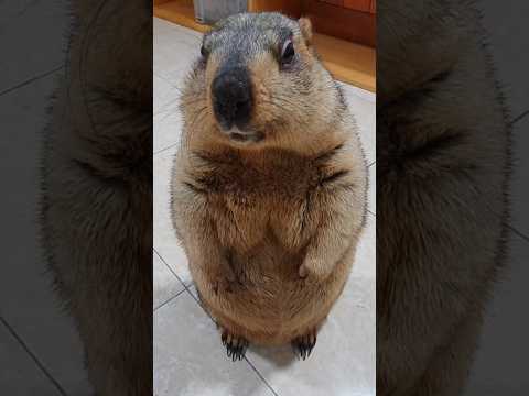 Calm face of marmot #marmot #groundhog #capybara