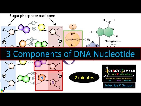 What is DNA structure? What are the 3 components of DNA nucleotide?
