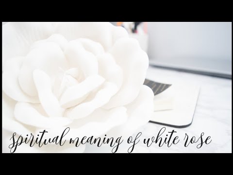 spiritual meaning of white rose | white rose