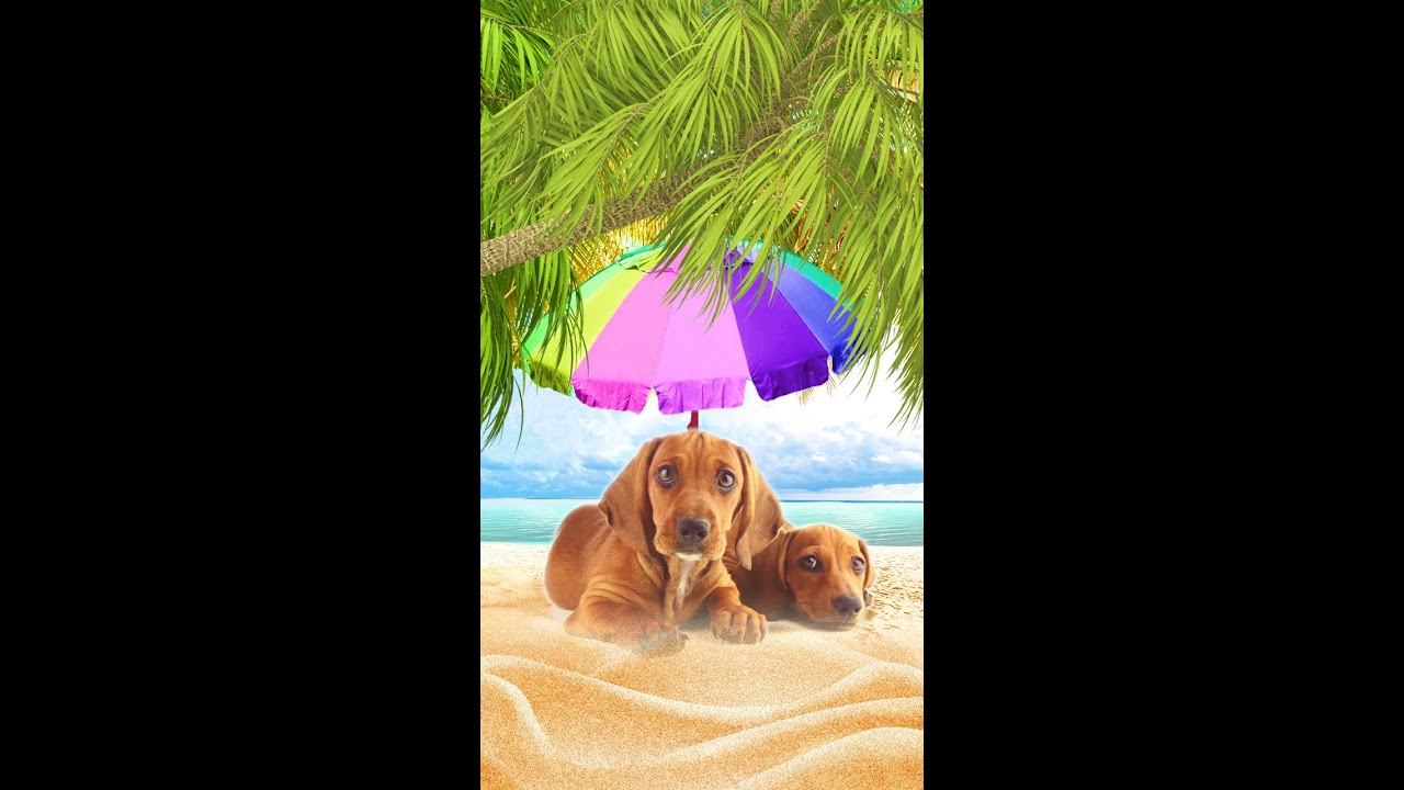 Dogs on the Beach #Shorts #Summer