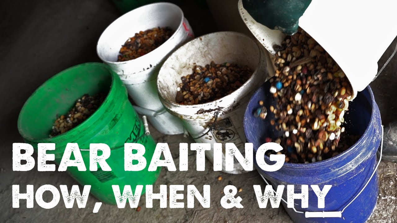 Bear Baiting - How, When and Why