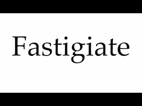 How to Pronounce Fastigiate