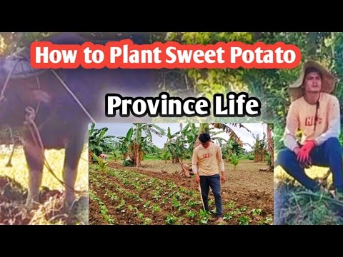 How to Plant Sweet Potato/Province Life / Life in The Philippines