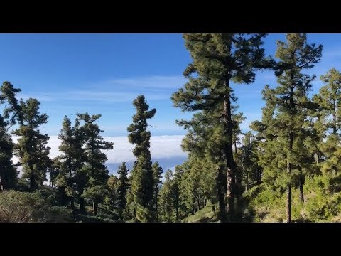 Pines in the Mist - Fast Forward Science 2018