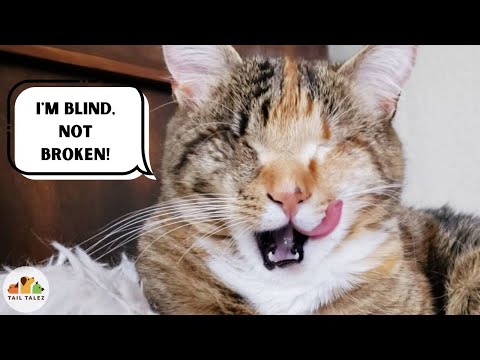 Thriving Blind Kitten Proves She Can Do Everything a ‘Normal’ Cat Can Do & More