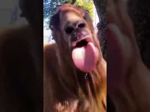 POV: WHAT IS YOUR SCENARIO Funny Goat Videos 2022 Hahaha #shorts