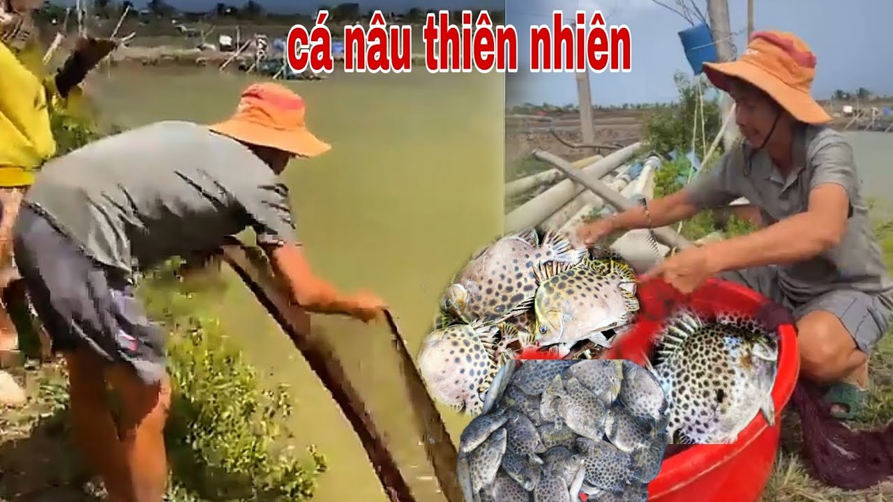 #vlog 23 || Natural Square Pond Brown Fish Fishing - Western Specialty with Rich Countryside Flavor.