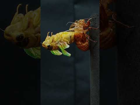 Cicada Emergence Explained