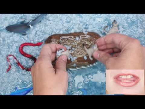 Speech Therapy - K Sounds In Words - YakBack Sounds #20