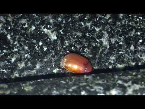 How Do You Call This Tiny Brown Bug I Found In The Kitchen