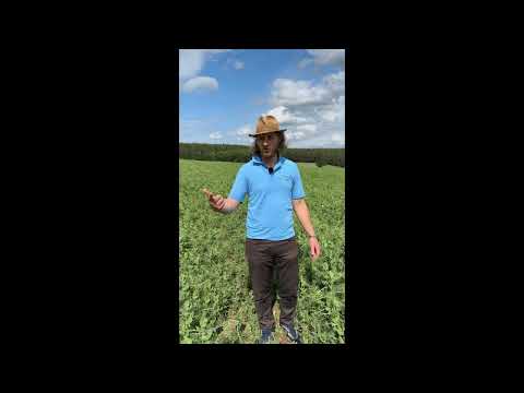 Anbauberatung Juni 2025 - Erbsen