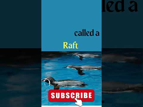 What is a group of Penguins called? #shorts #youtubeshorts #shortsvideo