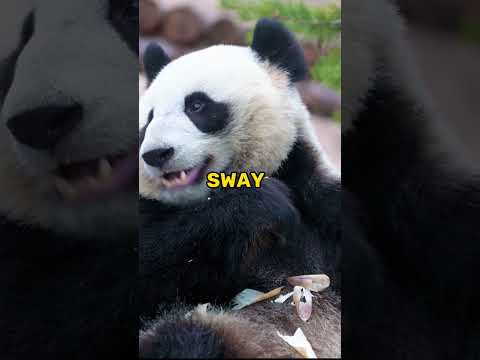 Pandas