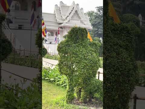 Short glimpse of birthplace of Lord Buddha🕉️ #lifetimeexperience #lordbuddha #heritagepride