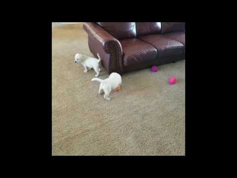 English Lab Puppies in Southern California.