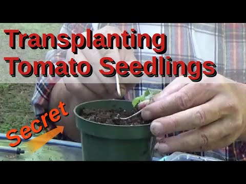 Transplanting Tomato Seedlings For The Deep Mulch Garden 5-6-2022