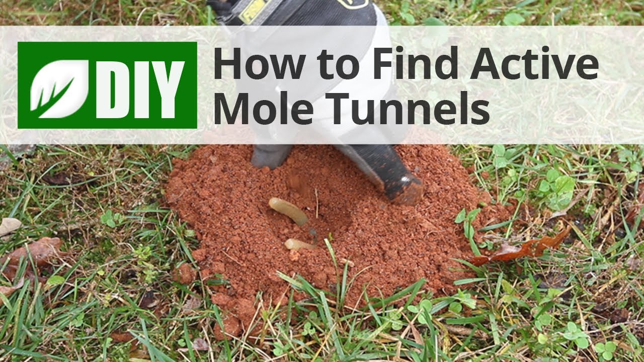 How to Find Active Mole Tunnels