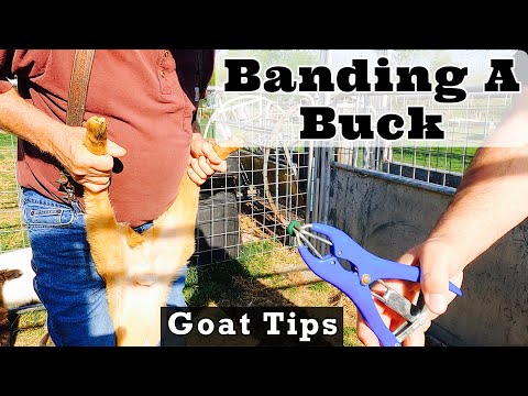 How to Band a Buck | Male Goat Casteration | Goat Video
