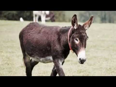 Donkey Sound | Donkey call