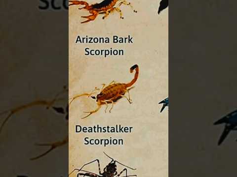 Types of Scorpions Deathstalker Scorpion #shorts #ytshorts #viralshorts
