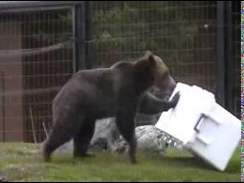 Bear Resistant Cooler: Pelican Elite Cooler vs. Grizzly Bear