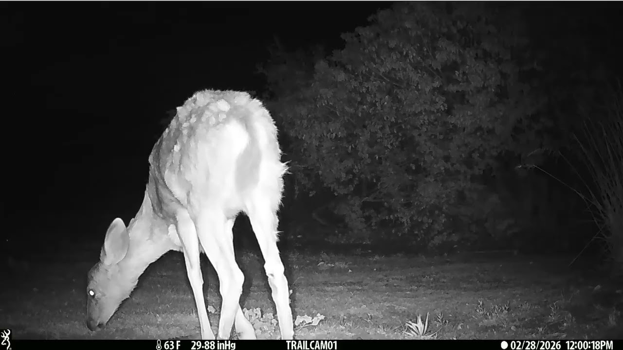 Limping Fawn And The Skinny Coyotes, 2026