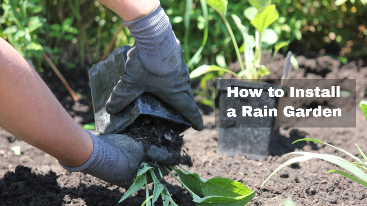 How to Install a Rain Garden in 10 Easy Steps