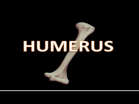 HUMERUS | BONE OF UPPER LIMB | ANATOMY | PARTS | MUSCLE ATTACHMENT | GENERAL FEATURES | SIMPLIFIED