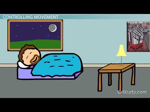 Functions of the Premotor Cortex Video Lesson Transcript Study com