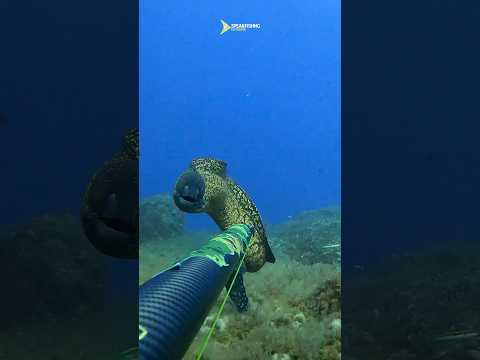 Fighting with big Moray eel 😱 #spearfishing #fishing #fish