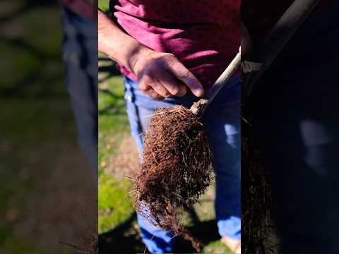 Planting Bare Root Fruit Trees Graft Union Tips for Success #orchard