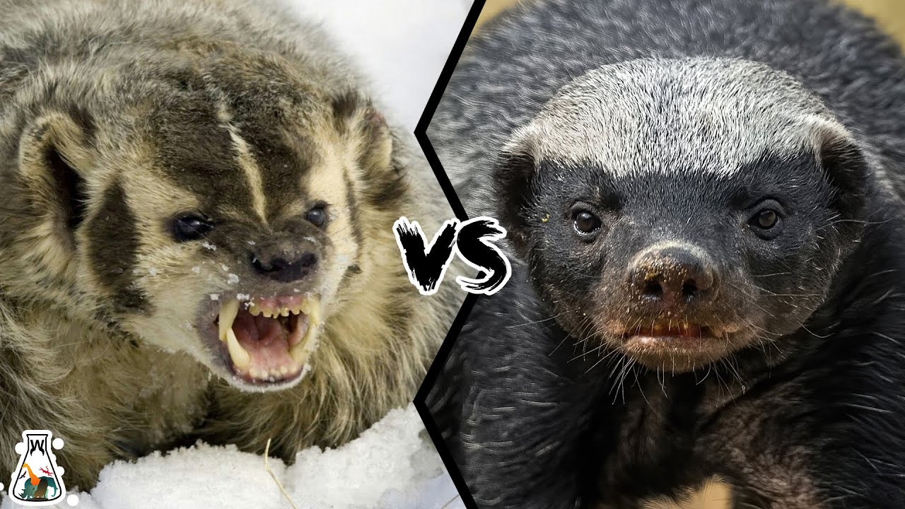 American Badger vs Honey Badger - Which is Tougher and Could Win a Fight?