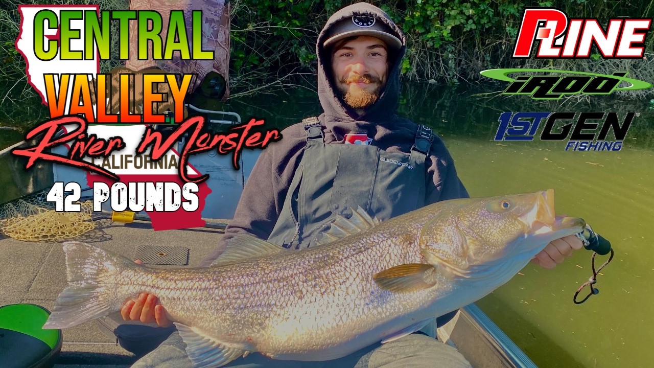 Giant 42 Pound Striper Crushes My A-rig | Spring Striper River Fishing | Striped Bass Fishing