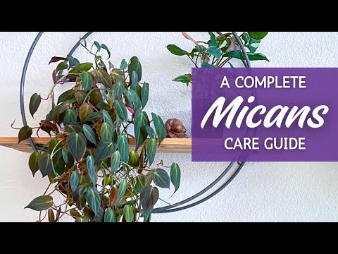 Philodendron Micans Care Secrets Revealed! | Complete Philodendron Hederaceum Care Guide