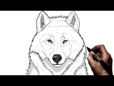 How to Draw A Wolf | Step By Step