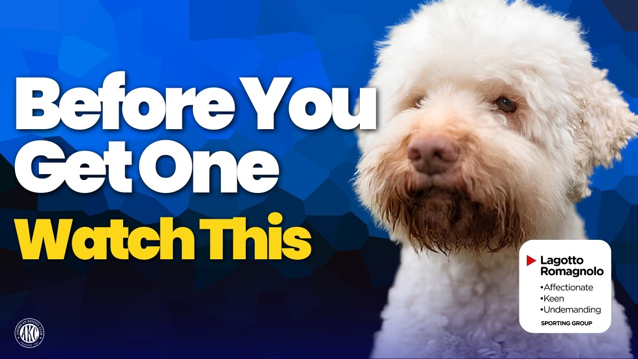 Is the Lagotto Romagnolo the Right Dog for You