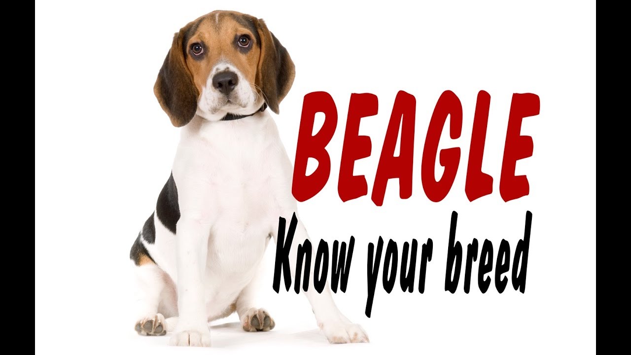 BEAGLE - KNOW YOUR BREED
