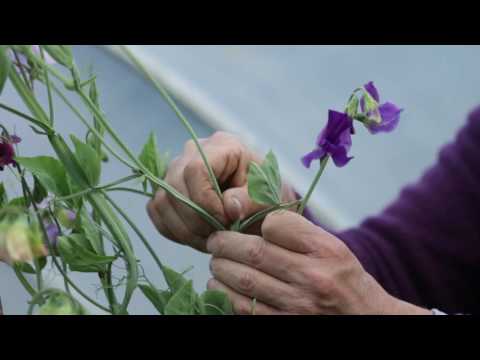 Picking Sweet Peas