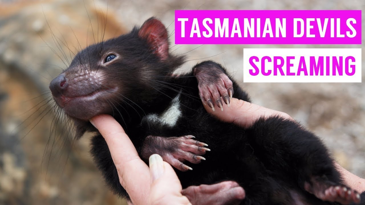 Cute Tasmanian Devil Screaming and Growling Compilation 2017