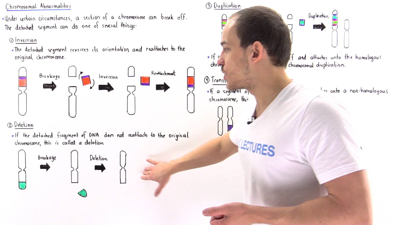 Chromosomal Deletion, Inversion, Duplication and Translocation