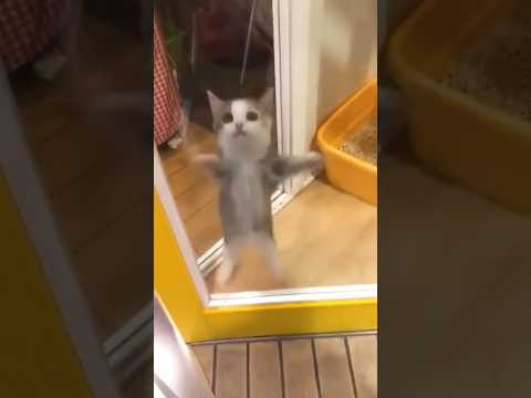 Happy Happy Happy Cat Meme