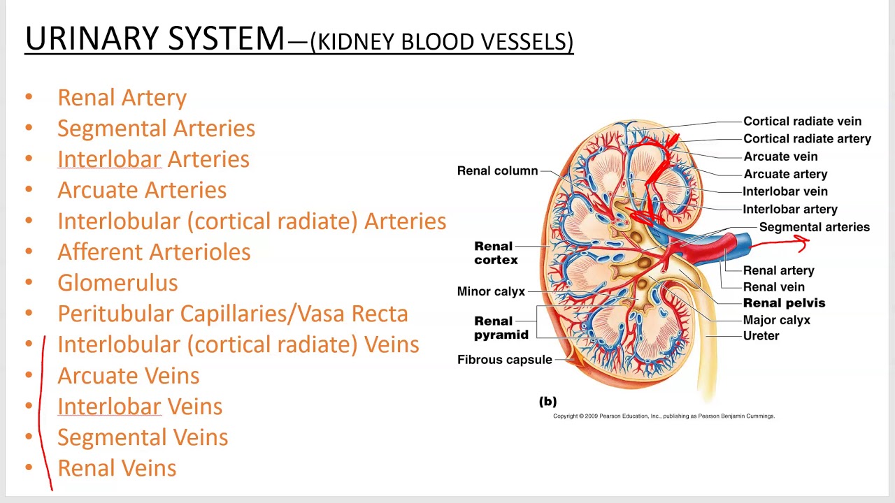 Urinary System PowerPoint Screencast