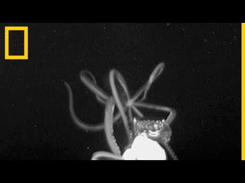 Graban un calamar gigante en aguas estadounidenses | National Geographic en Español