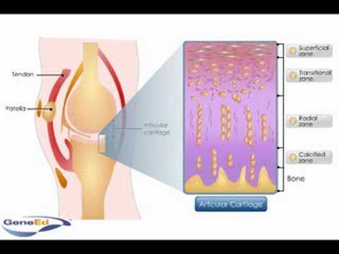 Articular cartilage