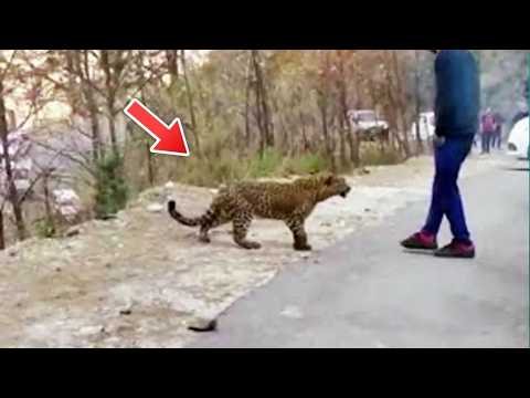 Tourist Notices Jaguar Staring At Him – Then It Turns Around And He Follows